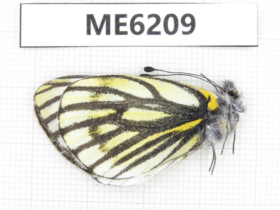 Butterfly. Pieris dubernardi. Yunnan, Xiangerila, Deqin county. 1M ...