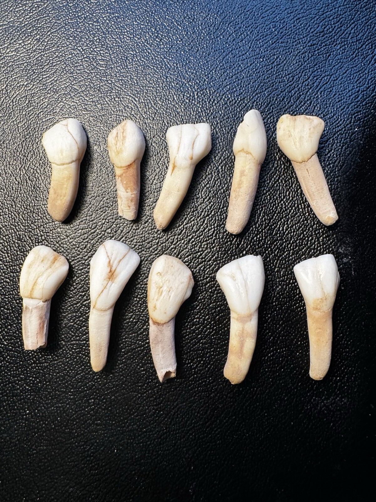 10 Miscellaneous Elk Teeth Ivory Type Teeth Like Whistlers | eBay