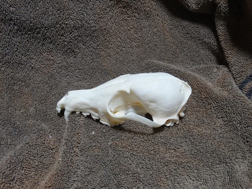 Real Red Fox Skull Taxidermy Trapping Hunting Bone Skeleton Museum ...