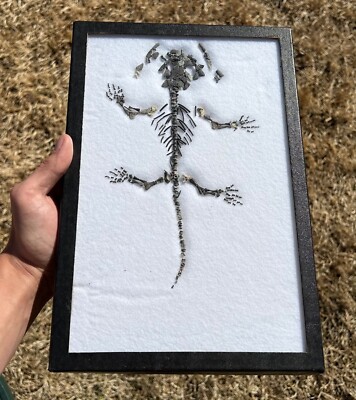 RARE Captorhinus Skeleton in Case Fossil Permian Reptile Dinosaur Bones ...