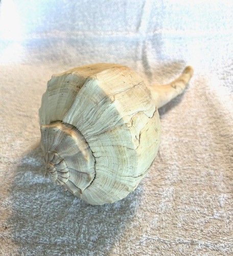 Whelk Shell Seashell Nautical decor Fish Tank Decoration Large 11 ...