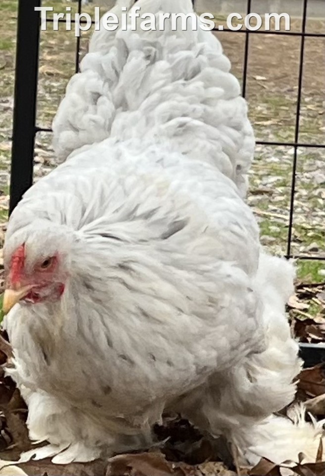 12+ GIANT LARGE FOWL ~SPLASH BRAHMA fertile chicken hatching eggs ...