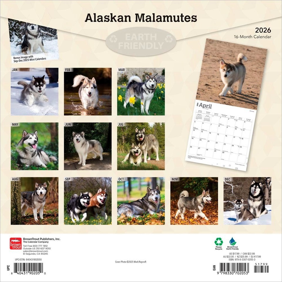 Alaskan Malamutes | 2026 12x24" (Hanging) Square Wall Calendar ...