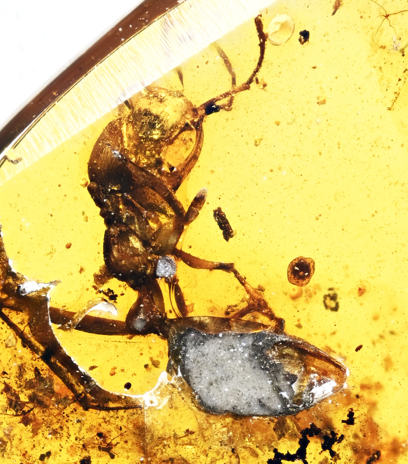 RARE Haidomyrmex (Hell Ant) Fossil inclusion in Burmese Amber | eBay