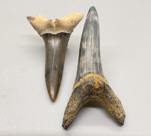 Colorful U/L Fossil SCAPANORYNCHUS TEXANUS - Extinct Sand Tiger ...