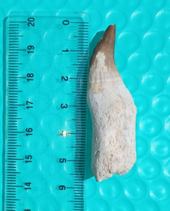 2 rooted teeth Halisaurus arambourgi Platecarpus ptychodon mosasaur ...