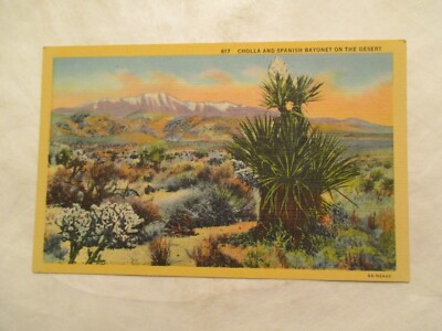 Postcard Cholla and Spanish Bayonet on the desert | eBay
