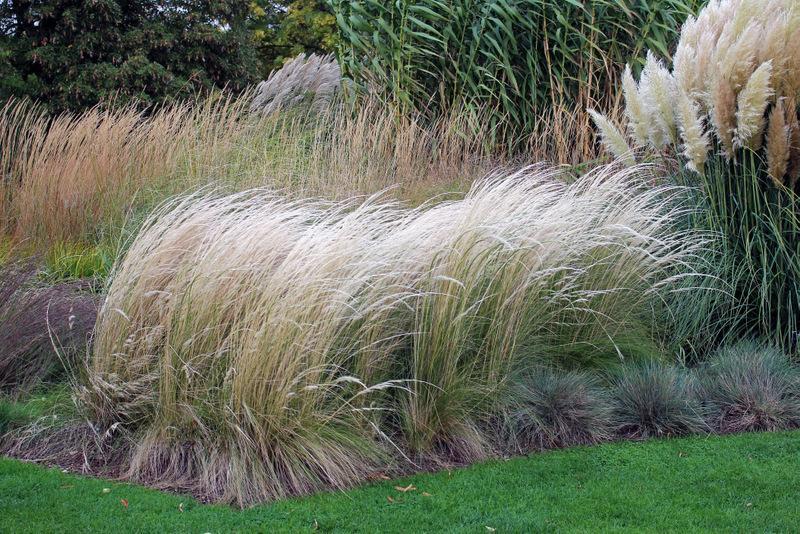 STIPA ICHU PERUVIAN FEATHER GRASS UNUSUAL EVERGREEN GARDEN CONTAINER ...