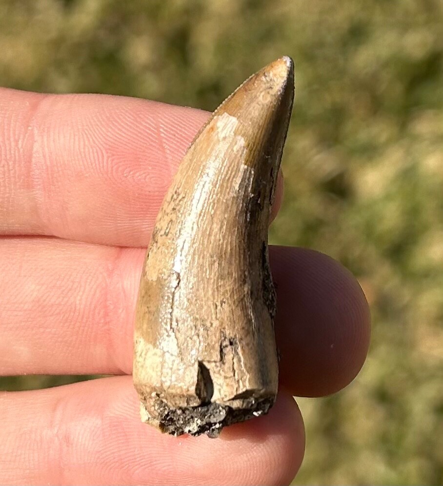 Unusual Fossil Dinosaur Tooth from Niger Eocarcharia dinops Theropod ...