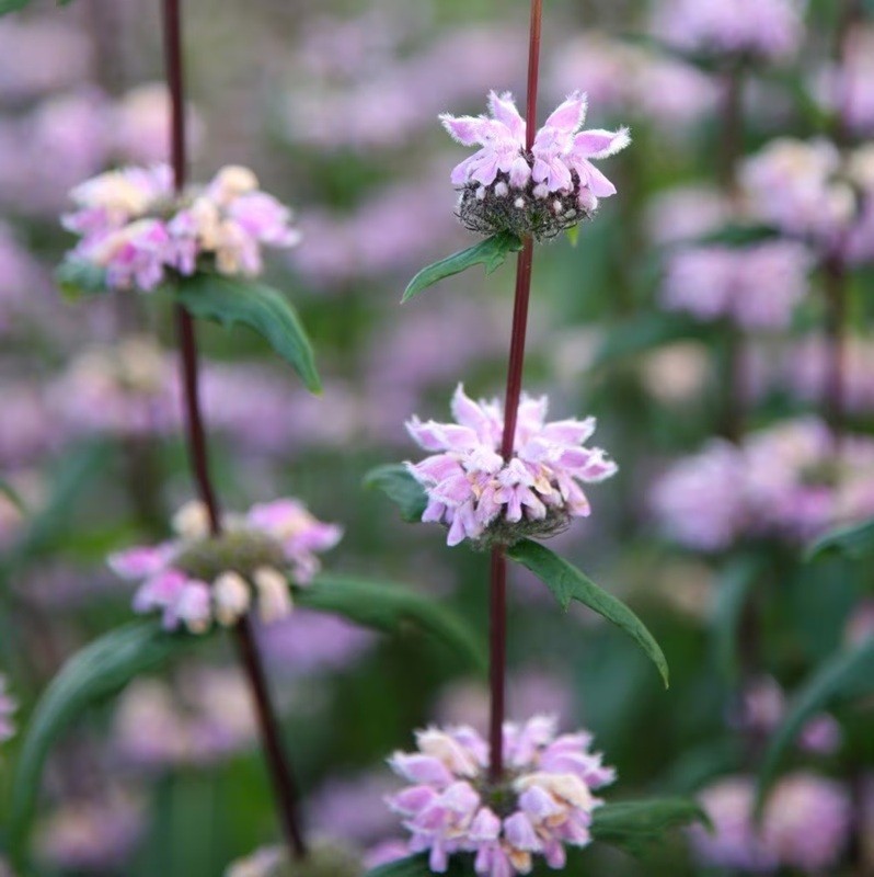 PHLOMIS tuberosa 'Amazone' A.G.M. - Hardy Perennial Plant - ex 9cm (P9 ...