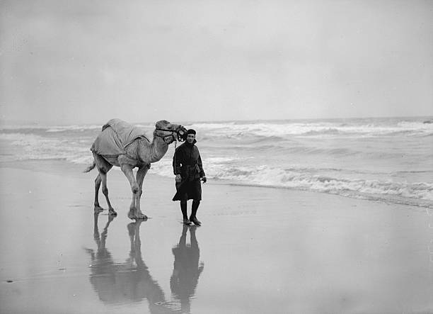 Camel which is appearing in a pantomime at Bournemouth is ta - 1936 Old ...