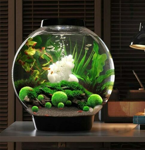 2pcs Green Giant Marimo Ball Cladophora Live Aquarium Plant Fish ...