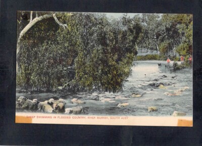 D9064 Australia SA River Murray Sheep Swimming in flood vintage ...