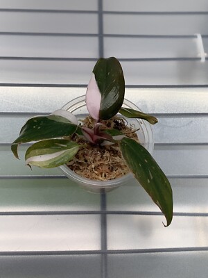 Philodendron Red Anderson Plant Variegated. US seller | eBay