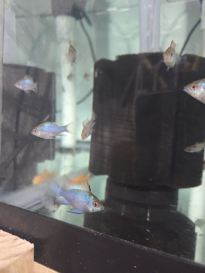 6 Premium Electric Blue Long Fin Ram Cichlid -USA Bred Show Quality ...