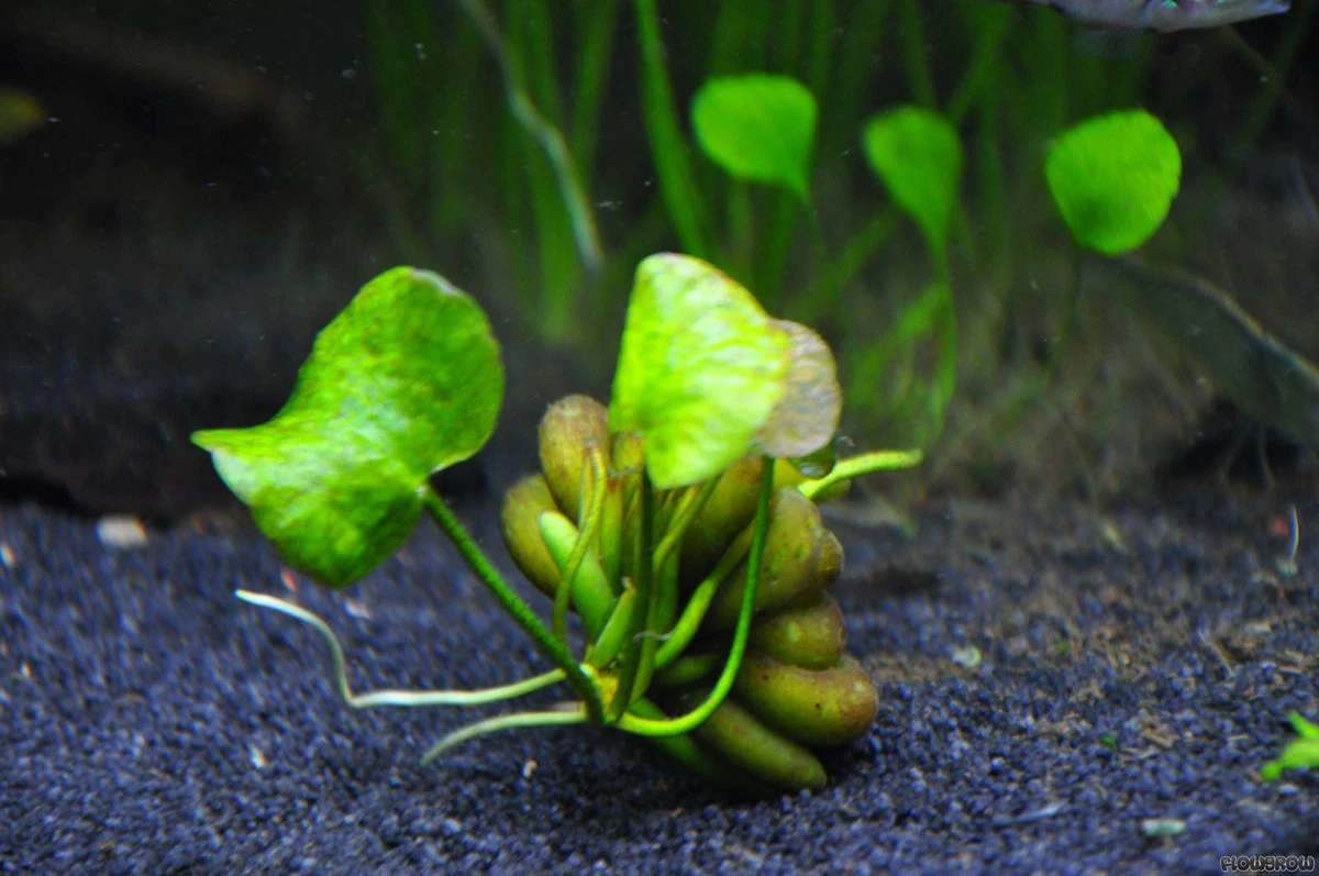 Banana Plant Aquarium