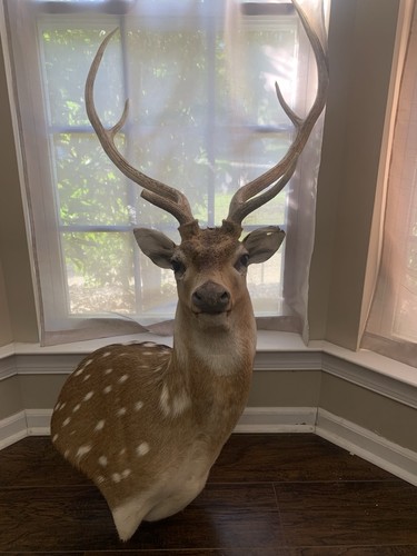 Axis Deer Taxidermy Large Shoulder Mount Beautiful! | eBay