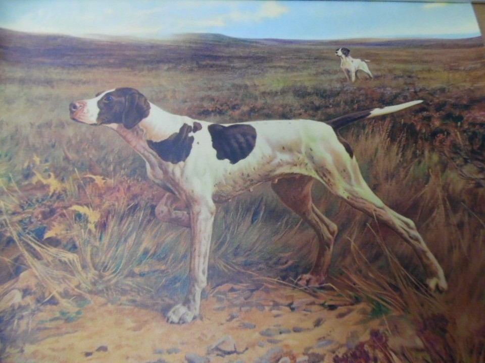 c.1940s Thomas Blinks Pointer Hunting Dog Lithograph Print 4281 Vintage ...