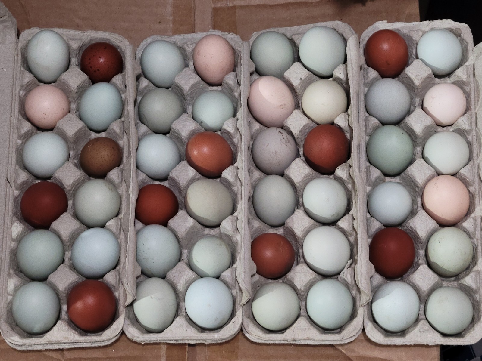 Ameraucana Eggs