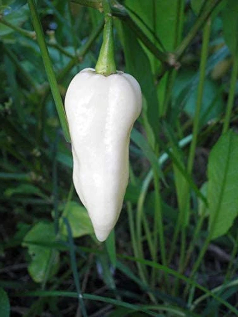 Ghost Chili Pepper Seeds