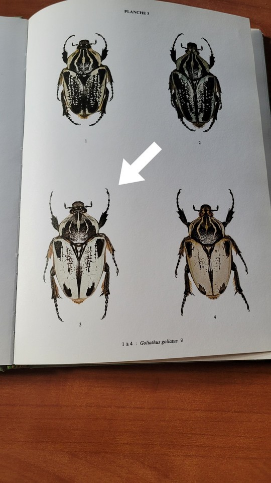 Goliathus goliatus sp. published in 1983' Book. Cetonidae, Scarabeidae ...