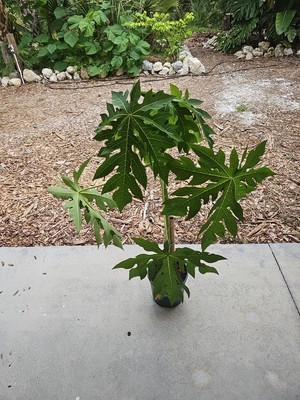 Large 40" Red Lady Papaya Tree Live Plant Fast Fruit Food Forest ...