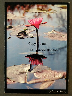 FLEUR DE LOTUS photo Patricia Fenn carte postale postcard | eBay