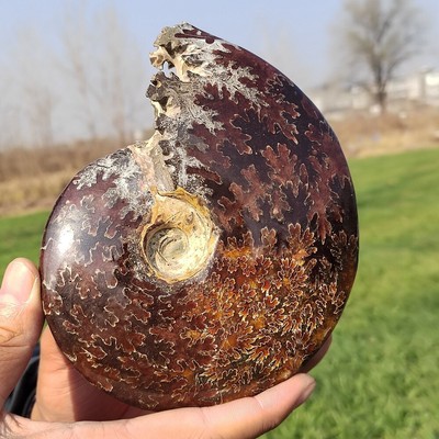 790g Natural Ammonite Fossil Quartz Crystal Specimen carved Reiki gem ...