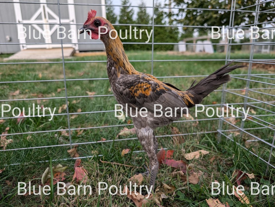 6 Modern Game Bantam Lemon Blue/Brown Red/ Sport Show Quality Hatching ...