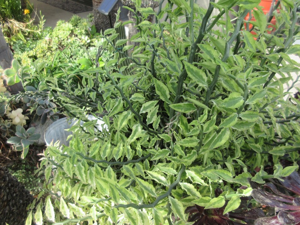 Devil's Backbone Pedilanthus Tithymaloides 5 rooted Zig Zag Redbird ...