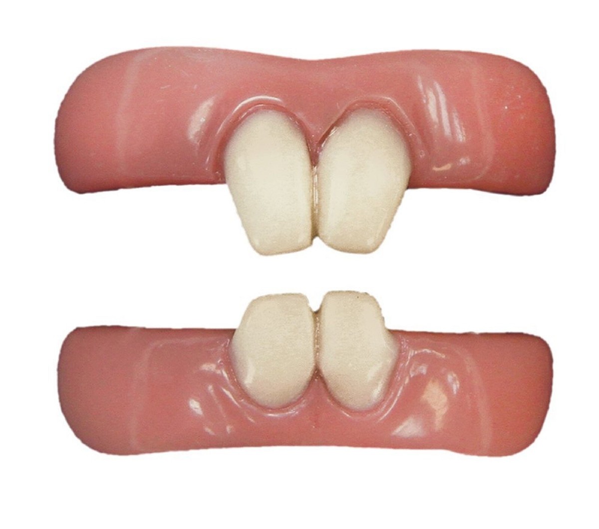 Rodent Teeth Hybrid Mole Rat Capybara With Large Teeth | Stable