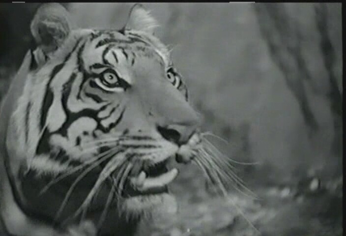 Hawk of the Wilderness 1938 12 Chapter Movie Serial On 2 DVDs | eBay