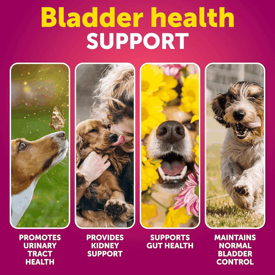Dog UTI Treatment Cranberry Supplement Bladder Control for Dogs 70 Soft ...