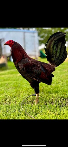 12 PURE RAT GRAVES LEIPER CHICKEN HATCHING EGGS LIEPER HATCH. Gamefowl ...