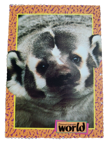 1993 National Geographic World Trading Card North American Badger (H7 ...