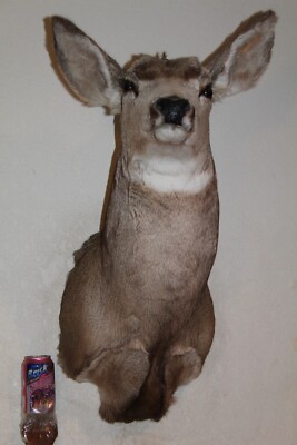 Mule Deer Head Shoulder Mount Taxidermy Mount Antler Hunt Whitetail ...