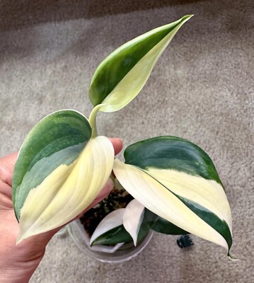 Scindapsus Blue Albo Variegated +Phyto (no monstera no philodendron ...