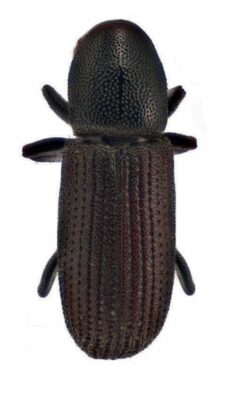 Curculionidae: Scolytinae: Hylesinini: Hylastes sp. from Pacific ...