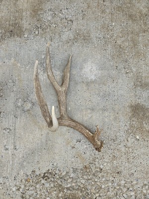 80"-81" Big Brown Mule Deer Sheds Antlers Racks Home Decor Cabin Decor ...
