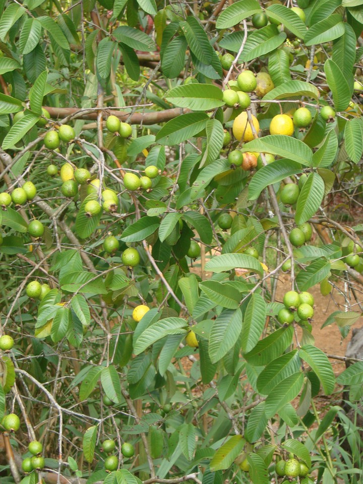 TROPICAL GUAVA Psidium guajava Hawaii Kuawa Goiaba LIVE RARE FRUIT TREE ...