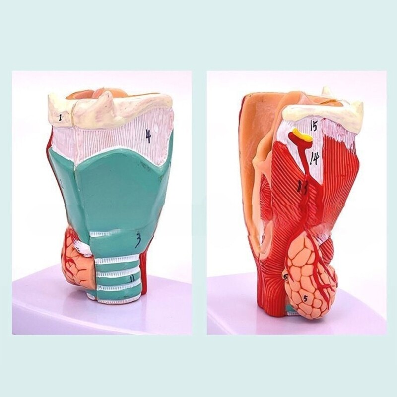 Anatomical Model Throat Anatomy Model Human Organs Teaching | eBay