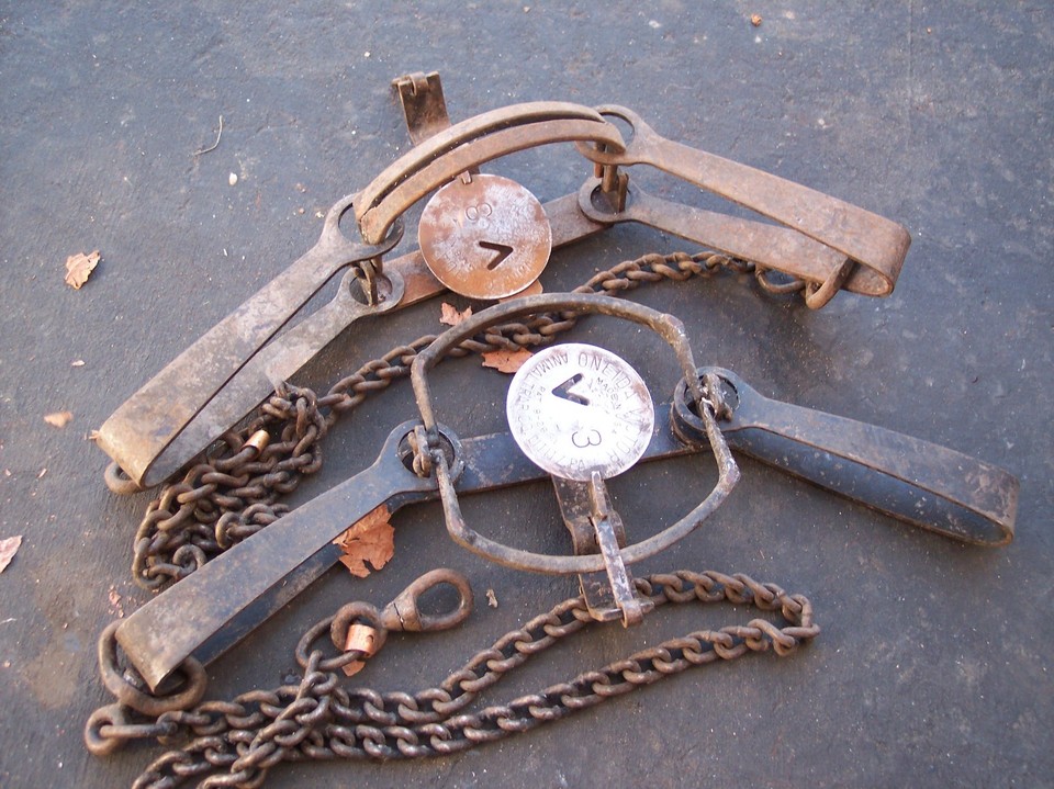 2 VTG Antique Victor Double Long Spring Traps #3 with Offset Jaws ...