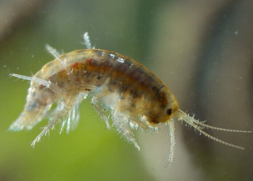 Live Freshwater Gammarus Shrimp, Freshwater Scuds, Live Fish Food ...