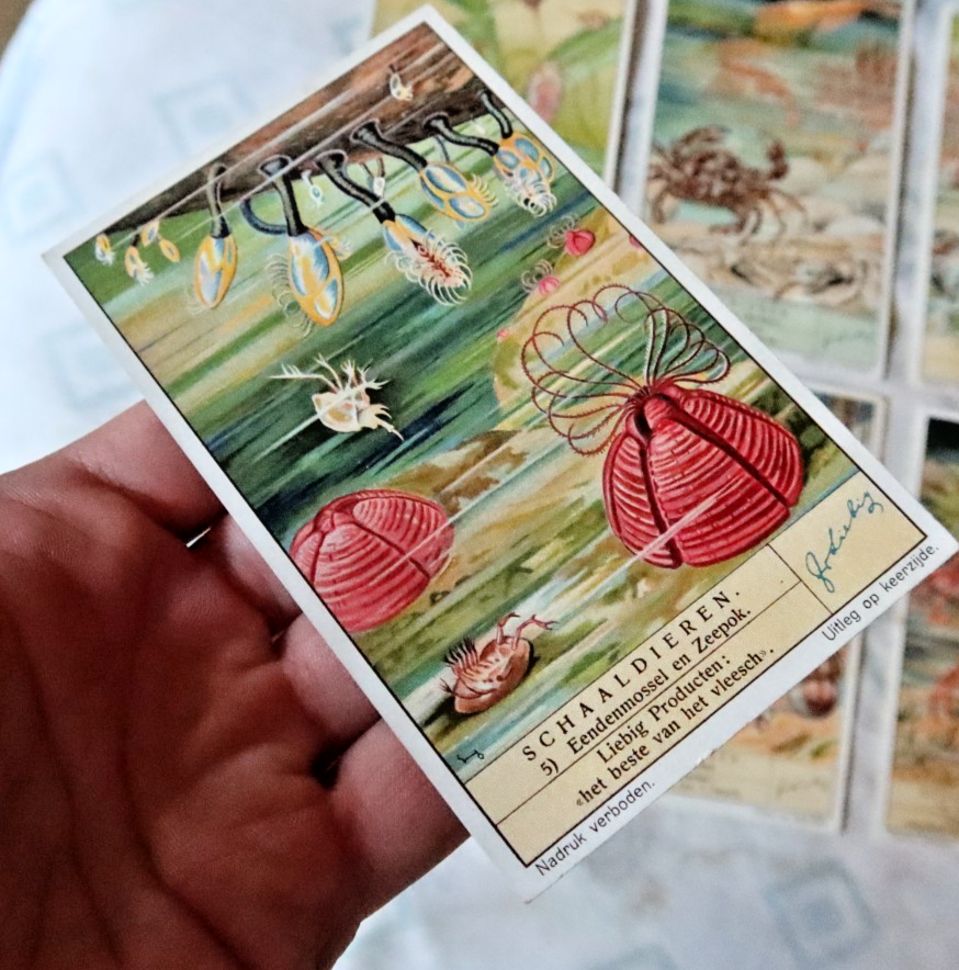 LOT Vintage SET 6 Victorian Liebig Antique Trade Cards 1800's ...