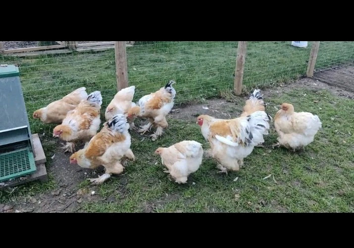 12x Lemon Pyle Brahma HE box of dozen | eBay UK