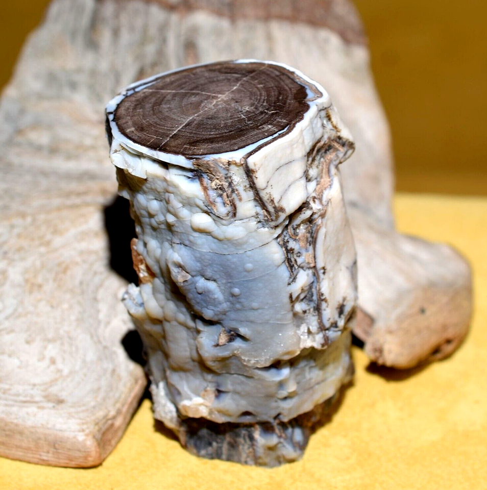 !WOW! Blue Forest Botryoidal Agatized Petrified Eocene Wood Tree Branch ...