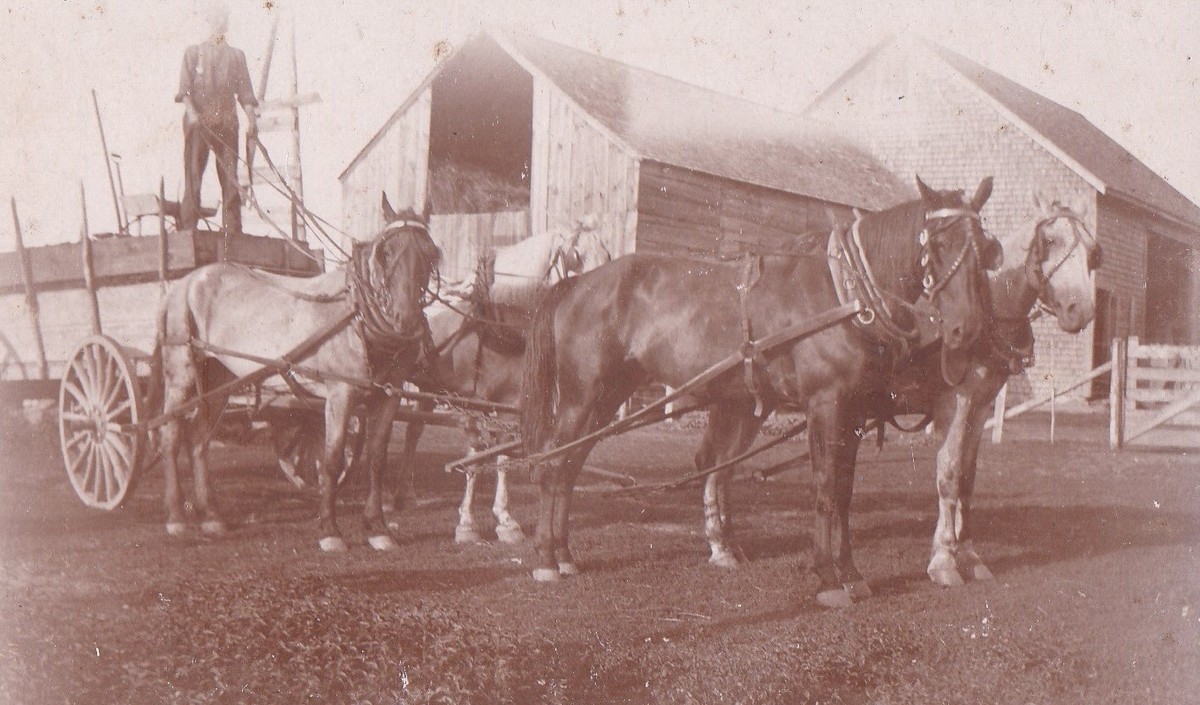 Draft Horses Pulling