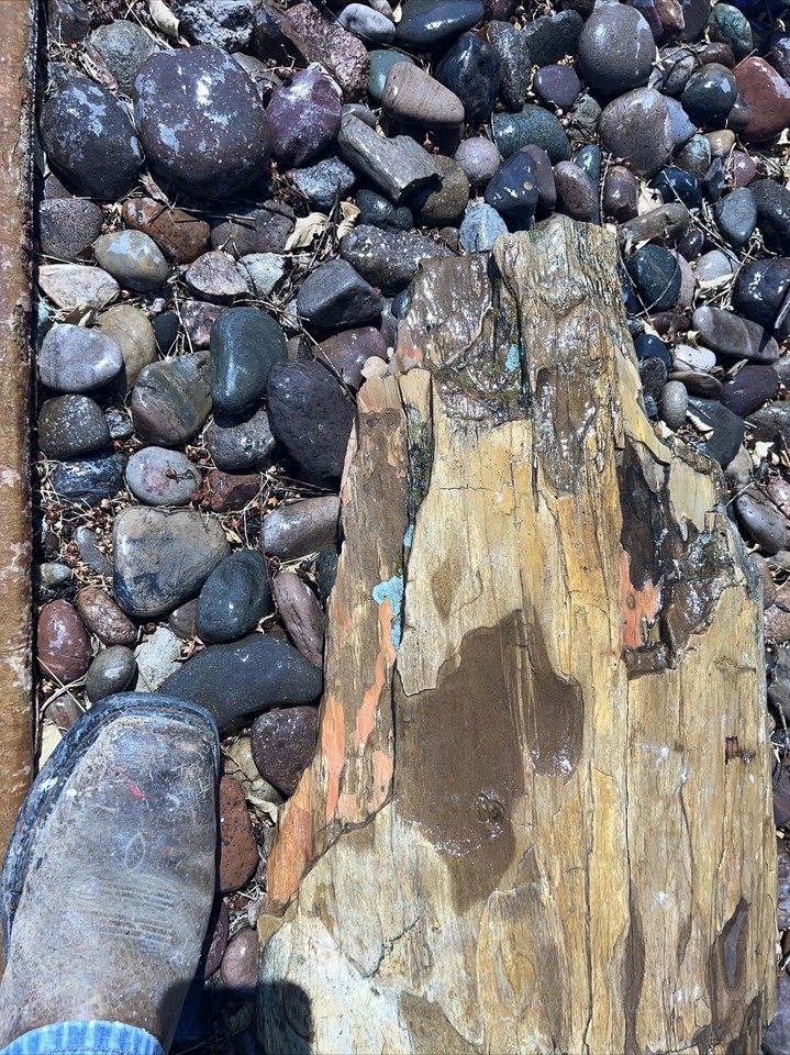 PETRIFIED LOG Large Piece. | eBay