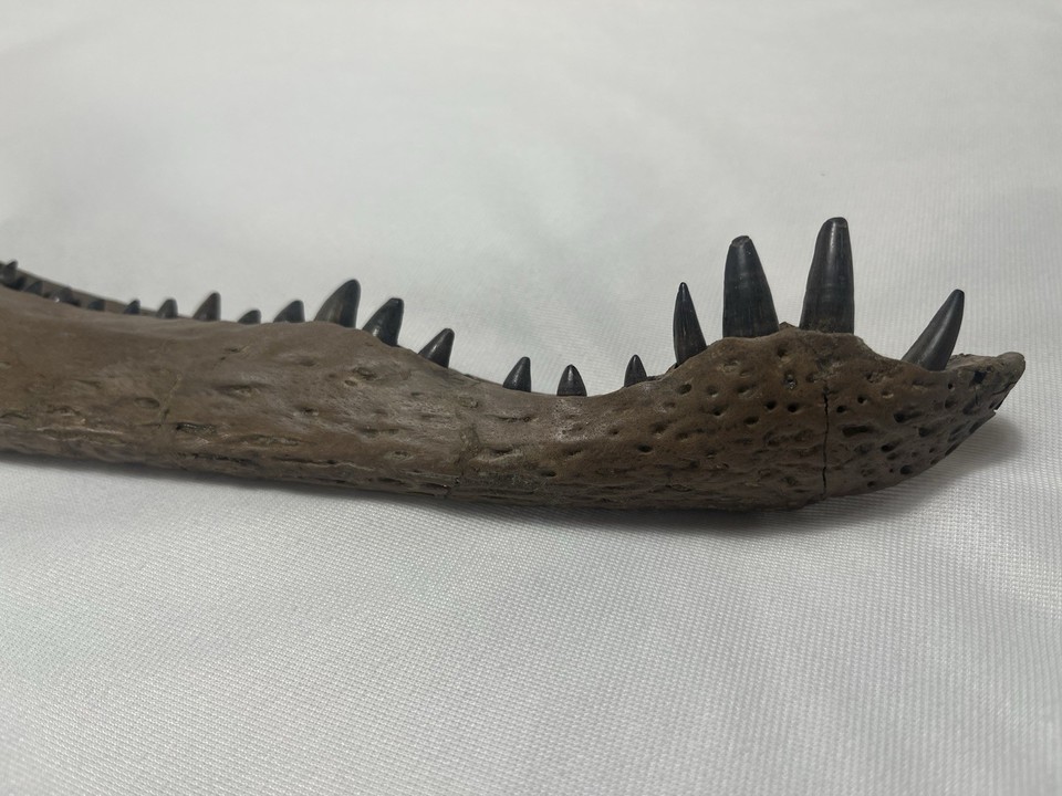 Crocodile Jaw with 20 Teeth from Hell Creek Formation Dinosaur Era ...