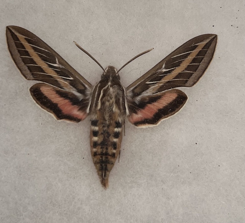 Real moth and Butterfly - Riker Mount - butterflies | eBay